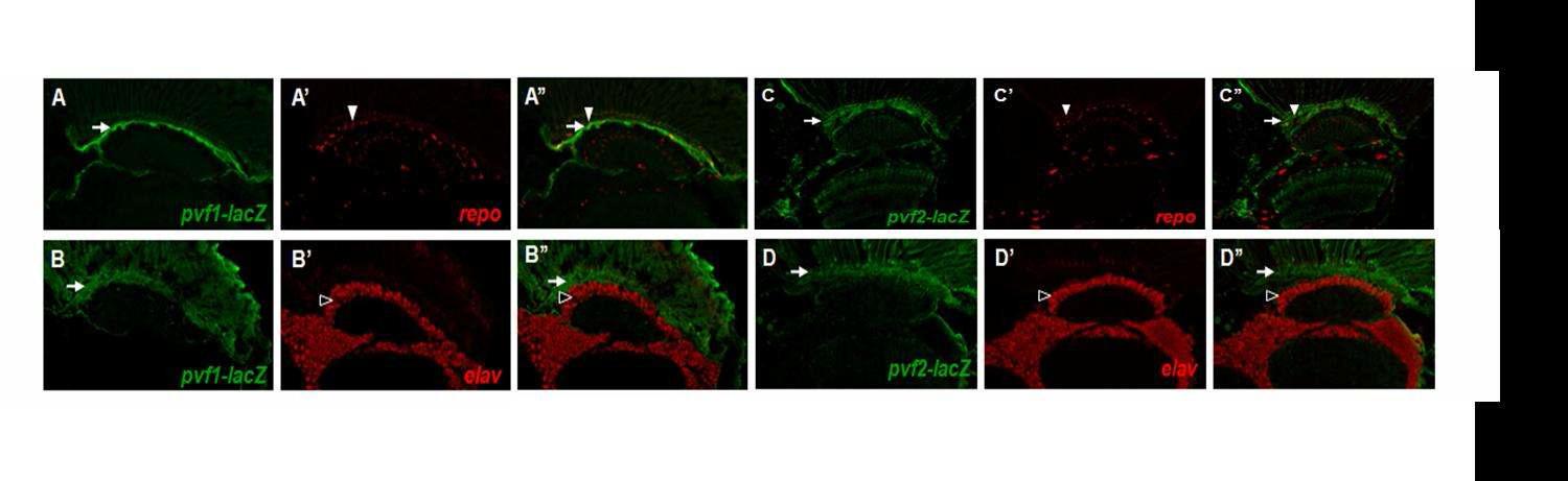 [보고서]노화제어를 위한 미토콘드리아 permeability transition pore (PTP) 기능 및 조절 기전 연구