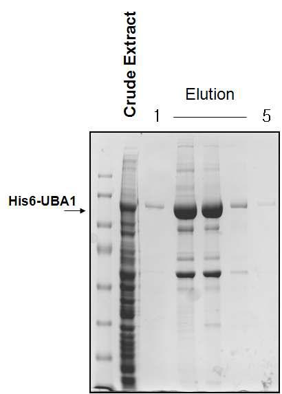 [보고서]세포내 단백질 이동 제어에 관여하는 유비퀴틴 탈착효소와 그 결합 단백질들의 구조 및 기능 연구