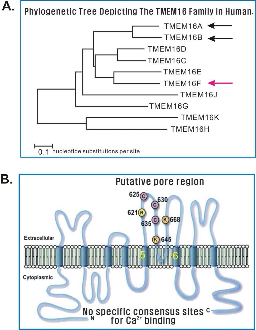 [보고서]인간 췌장에서의 음이온 수송단백 동정 및 작용기전 규명