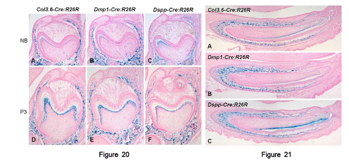 [보고서]시간 및 조직 특이적 조건 유전자적중 생쥐모델에서 Osterix의 전사조절기능 분석을 통한 상아질 형성과 재생유도 기전 연구