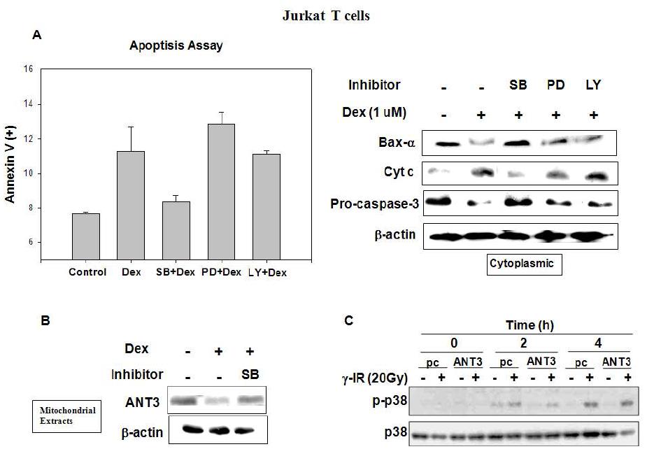 [보고서]Mitochondrial adenine nucleotide translocator(ANT)의 아형특이적 기능을 이용한 ...