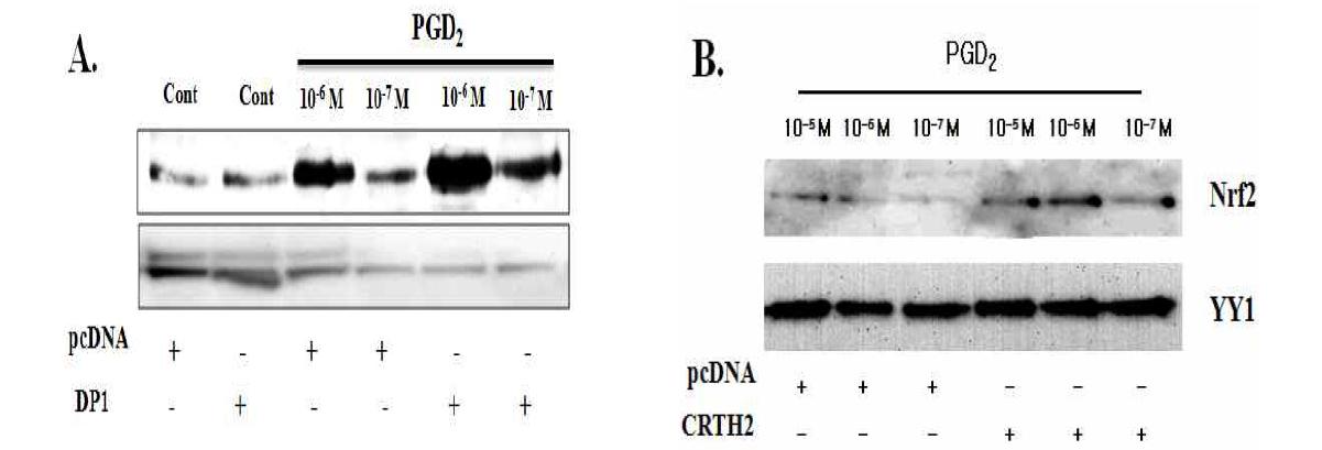 [보고서]Nrf2와 lipocalin-PGD synthase (prostaglandin D2)의 기능적 관계 규명을 통한 폐 ...