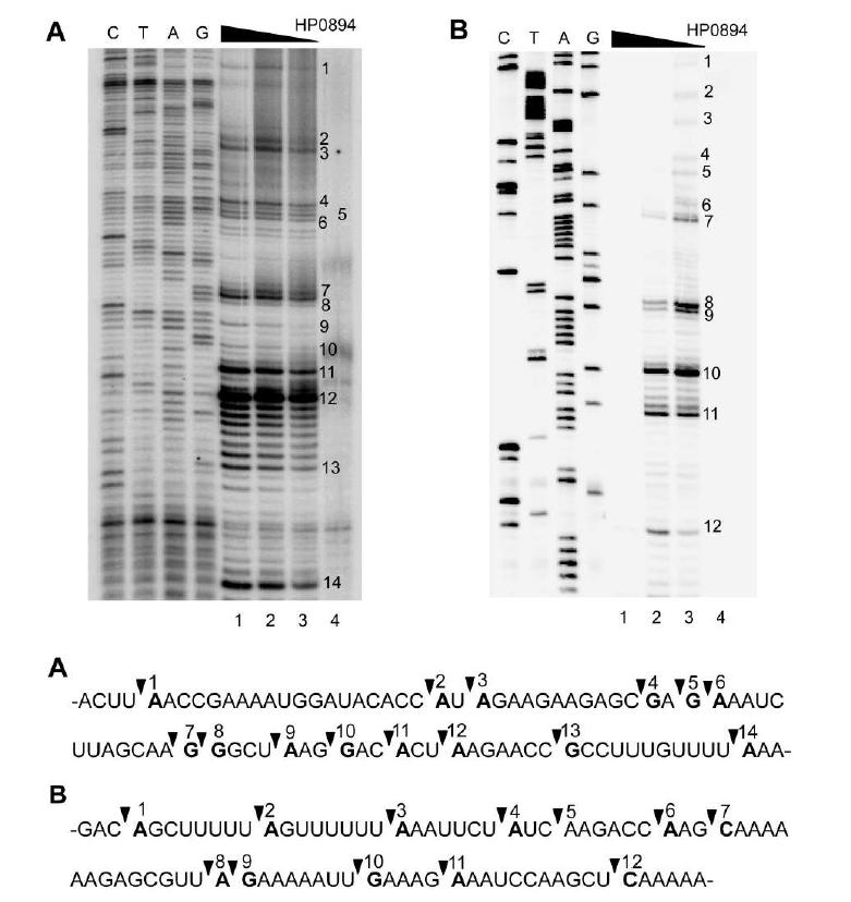 [보고서]새로운 개념의 항생제 개발을 위한 Bacterial Toxin-Antitoxin system의 구조/기능 관계 연구