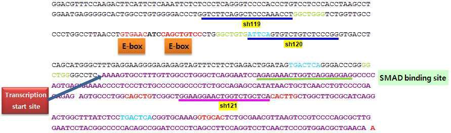 [보고서]위암치료 표적으로서의 claudin4의 의의 검증 및 발현 기전 규명