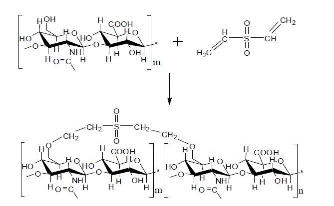 [보고서]메가젠 합성골 대체재 및 히알루론산 하이드로젤로 이루어진 치과용 차세대 골충진 복합체의 안전성, 유효성 평가