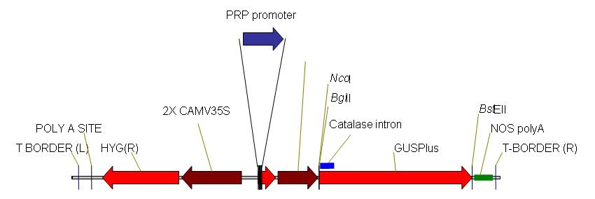 [보고서]유채의 환경 스트레스 관련 유전자 네트워크 진단 및 생명공학기법을 이용한 내재해성 유채품종 개발