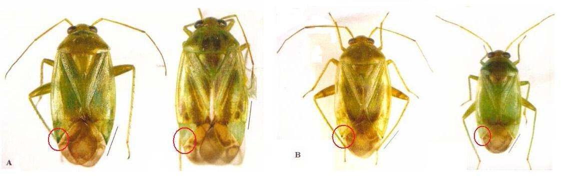 [보고서]단감의 신 발생 해충연구 및 영양진단 기술개발