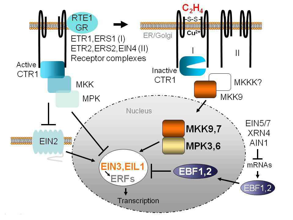 [보고서]종자 및 식물체 수명 기작 구명 및 통합적 해석 연구