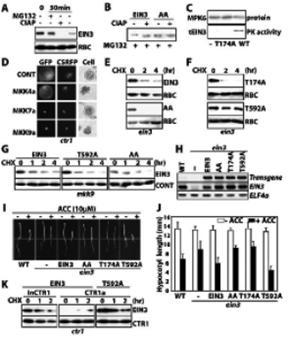 [보고서]종자 및 식물체 수명 기작 구명 및 통합적 해석 연구