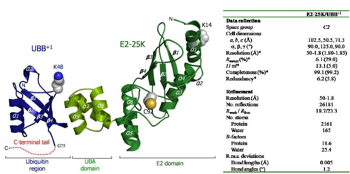 [보고서]질병 관련 수식화 단백질들의 삼차원 구조 및 기능규명을 통한 신호전달 네트워크 연구