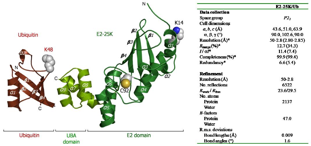 [보고서]질병 관련 수식화 단백질들의 삼차원 구조 및 기능규명을 통한 신호전달 네트워크 연구