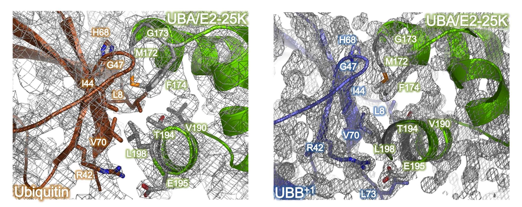[보고서]질병 관련 수식화 단백질들의 삼차원 구조 및 기능규명을 통한 신호전달 네트워크 연구