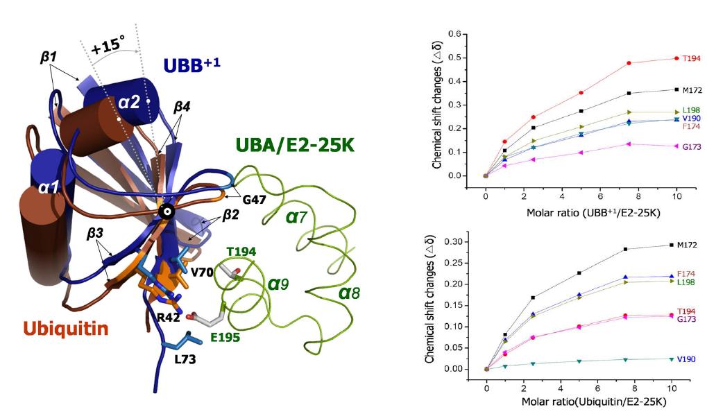 [보고서]질병 관련 수식화 단백질들의 삼차원 구조 및 기능규명을 통한 신호전달 네트워크 연구