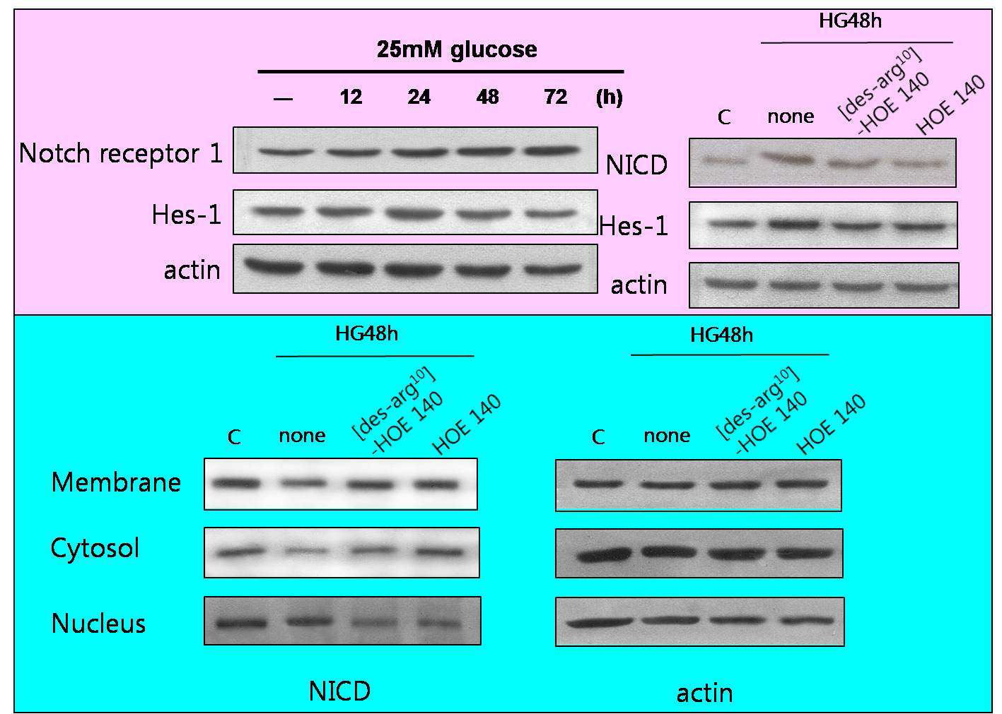 [보고서]Bradykinin 유전자 조절을 통한 당뇨병성 신증 병태 생리학적 기전 규명 및 치료 표적 물질로의 고찰