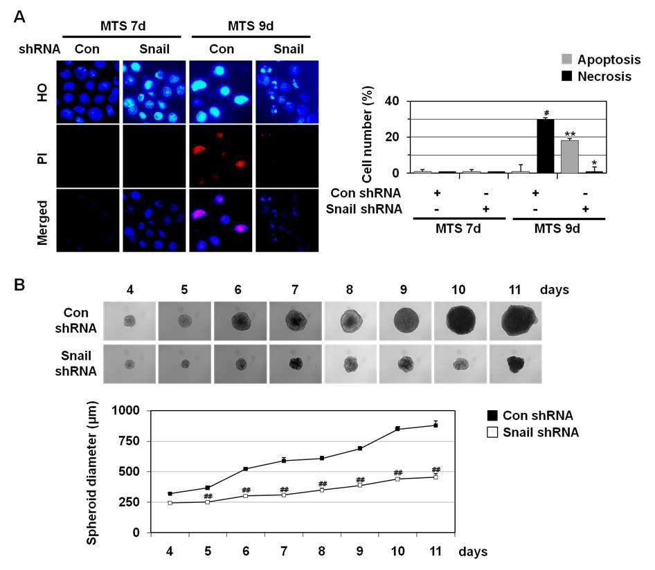 [보고서]Snail에 의한 산소호흡조절/glycolytic switch를 통한 세포괴사 및 epithelial ...