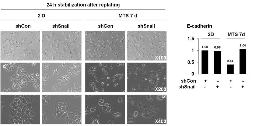 [보고서]Snail에 의한 산소호흡조절/glycolytic switch를 통한 세포괴사 및 epithelial ...