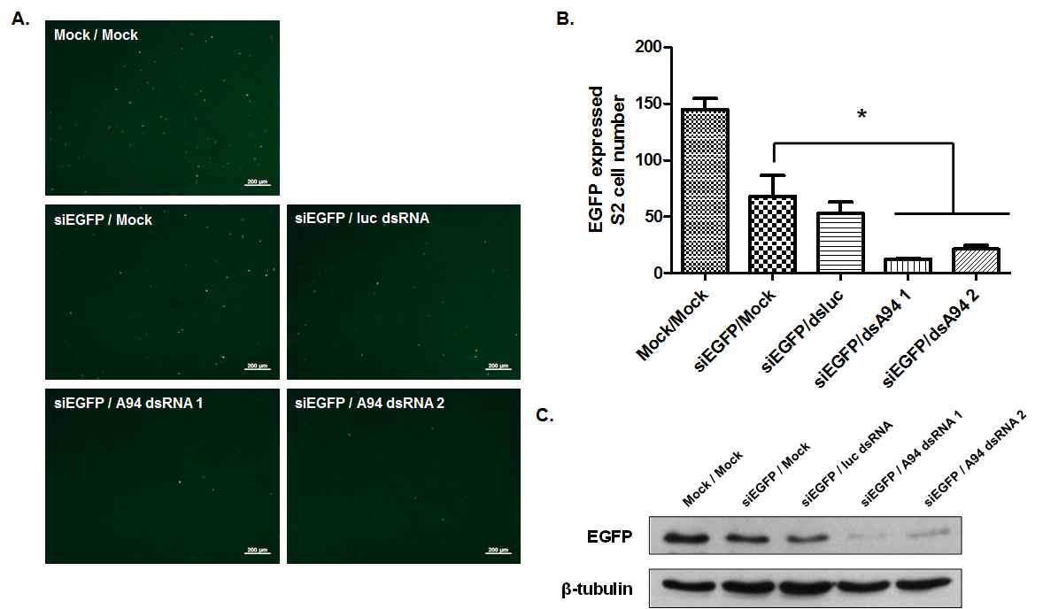 [보고서]RNA 간섭현상의 음성 조절 기전 연구