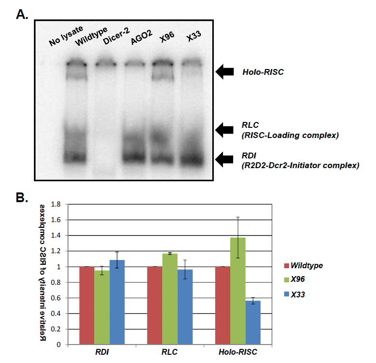 [보고서]RNA 간섭현상의 음성 조절 기전 연구