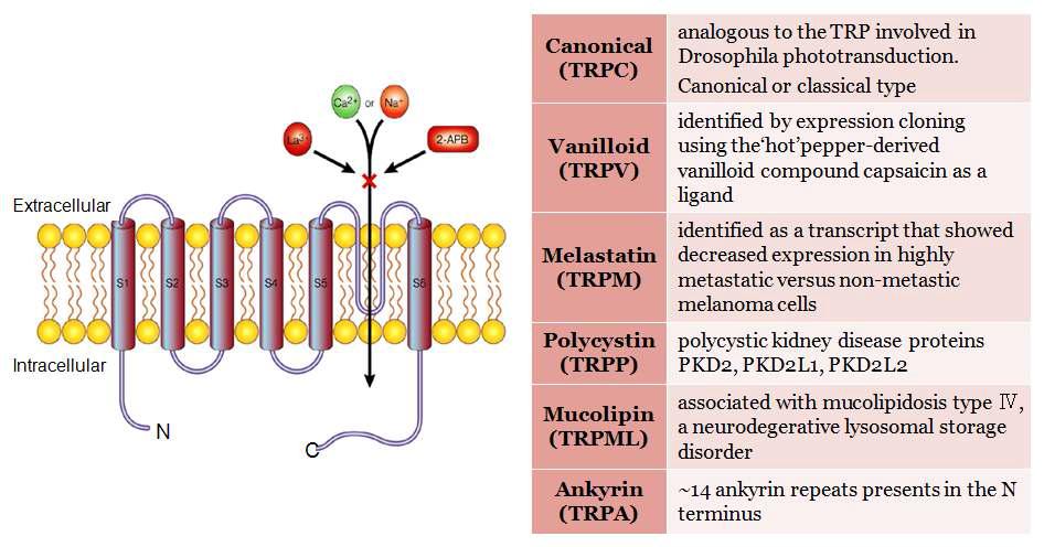 [보고서]Patch clamp/FRET/TIRF 융합기술을 이용한 실시간 TRP 칼슘채널 시그날로좀 분석기술 개발
