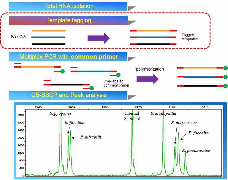 [보고서]다종의 병원균 및 바이러스의 동시 검출과 정량 분석을 위한 MLPA-CE-SSCP기반의 새로운 진단 플랫폼 기술 개발 및 이를 이용한 진단키트의 개발