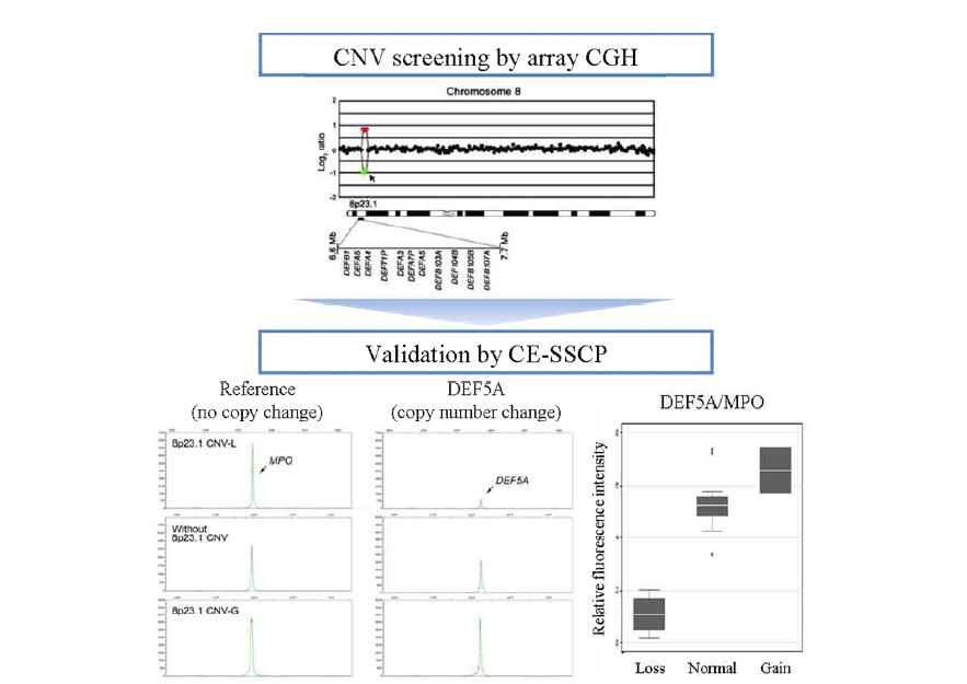 [보고서]다종의 병원균 및 바이러스의 동시 검출과 정량 분석을 위한 MLPA-CE-SSCP기반의 새로운 진단 플랫폼 기술 개발 및 이를 이용한 진단키트의 개발