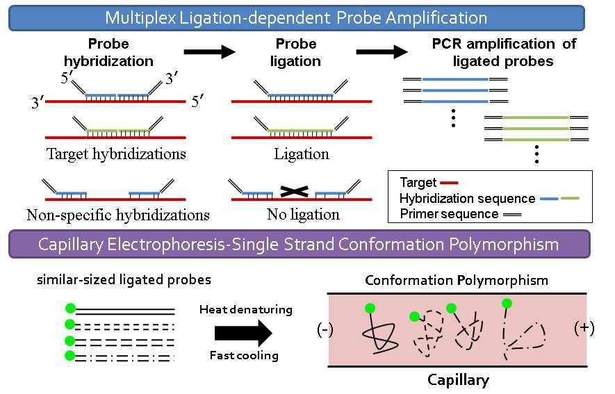 [보고서]다종의 병원균 및 바이러스의 동시 검출과 정량 분석을 위한 MLPA-CE-SSCP기반의 새로운 진단 플랫폼 기술 개발 및 이를 이용한 진단키트의 개발