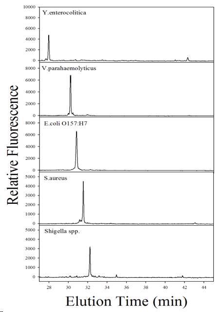 [보고서]다종의 병원균 및 바이러스의 동시 검출과 정량 분석을 위한 MLPA-CE-SSCP기반의 새로운 진단 플랫폼 기술 개발 및 이를 이용한 진단키트의 개발