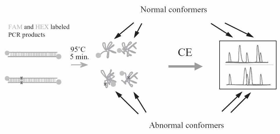 [보고서]다종의 병원균 및 바이러스의 동시 검출과 정량 분석을 위한 MLPA-CE-SSCP기반의 새로운 진단 플랫폼 기술 개발 및 이를 이용한 진단키트의 개발