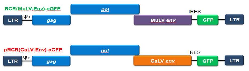 [보고서]암 유전자치료용 복제가능 레트로바이러스 안전성 연구