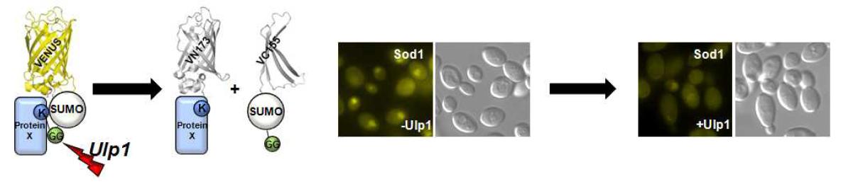 [보고서]효모에서 단백질 sumoylation의 글로벌 동적 분석