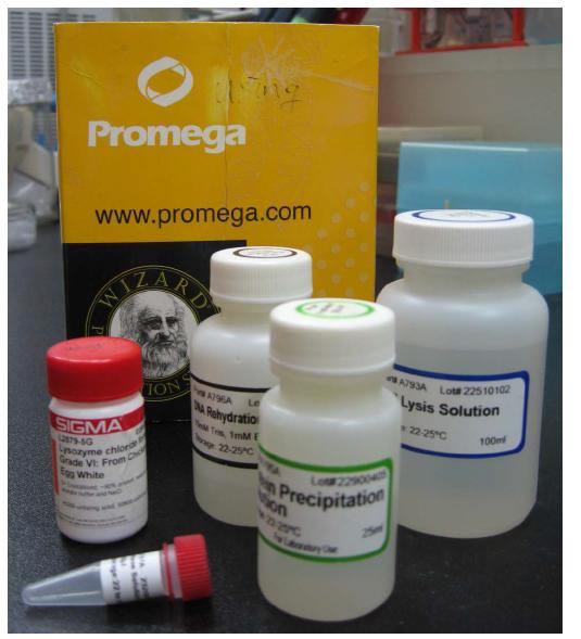 [보고서]희소방선균 Pseudonocardia autotrophica 유전체 재설계 및 조절기작 최적화를 통한 폴리케타이드계 ...