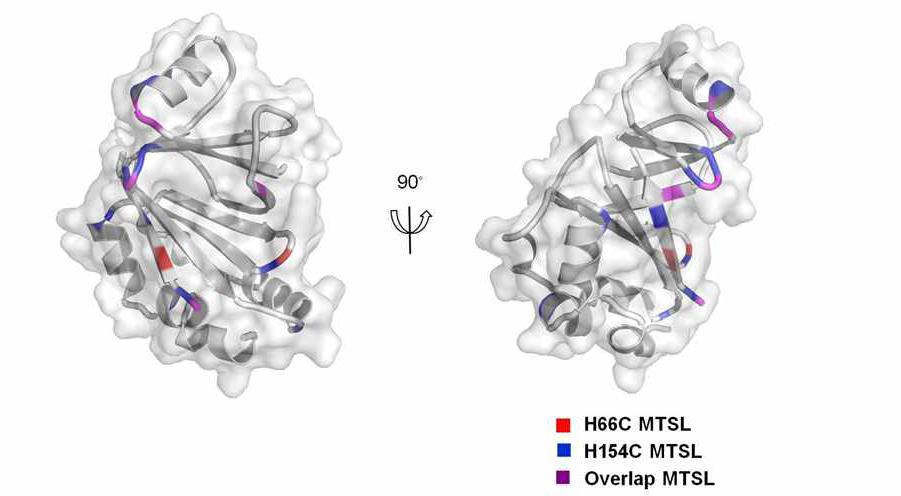 [보고서]병원균의 스트레스 신호전달 단백질과 질환 막단백질의 구조프로테옴 연구