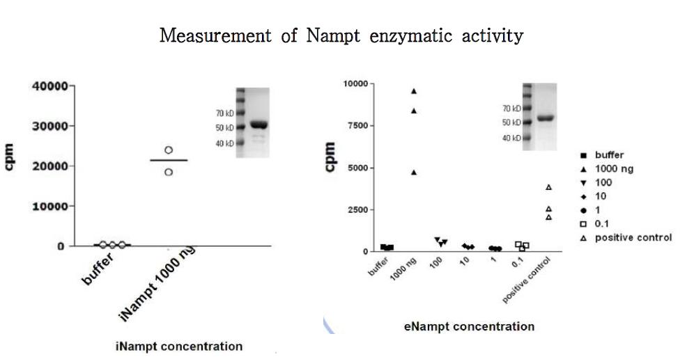 [보고서]adiponectin, visfatin, vaspin 진단 측정용 aptamer 개발