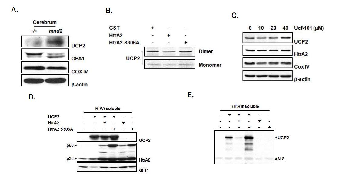 [보고서]중추신경 내 신규 혈당조절 단백질로서 HtrA2 단백질의 당뇨병 타깃 발굴 연구