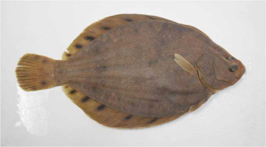 [보고서]대한민국 생물지 한국의 척추동물(2단계 3차년도);포유류, 조류, 파충류, 어류