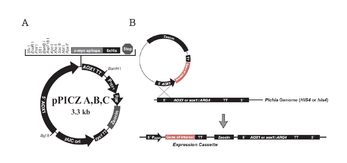 [보고서]파스튜렐라 호흡기 질병 예방을 위한 사료첨가제용 경구 백신 개발 및 산업화