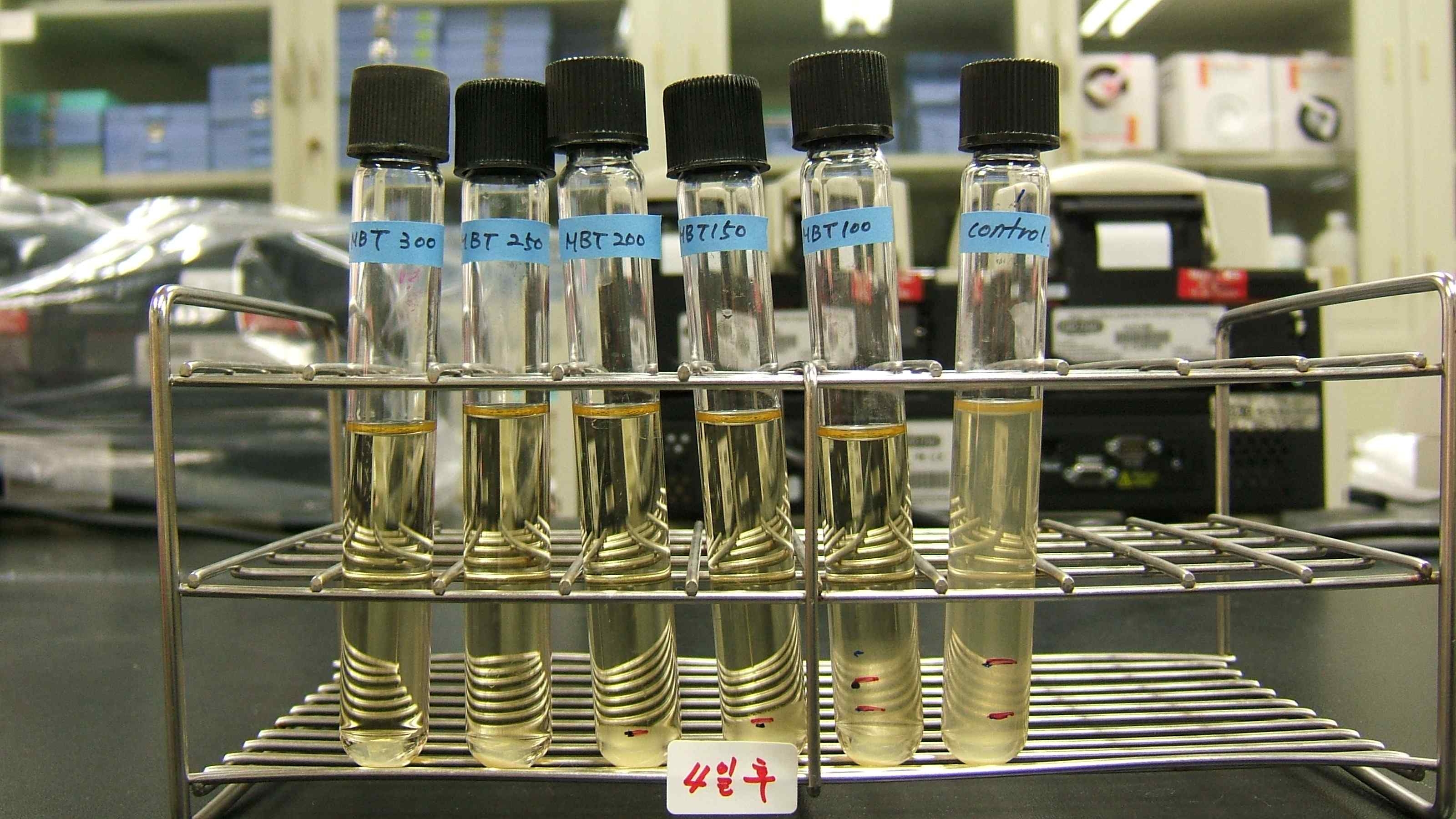 [보고서]천연물질의 약리학적 효능연구