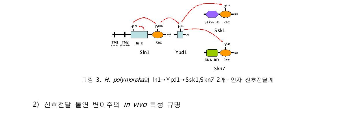 [보고서]메탄올자화 효모 한세눌라 폴리모파의 2개-인자 신호전달계에 관한 연구