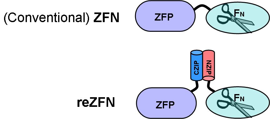 [보고서]Zinc finger nuclease 기술의 광범위 응용을 위한 요소기술의 개발연구