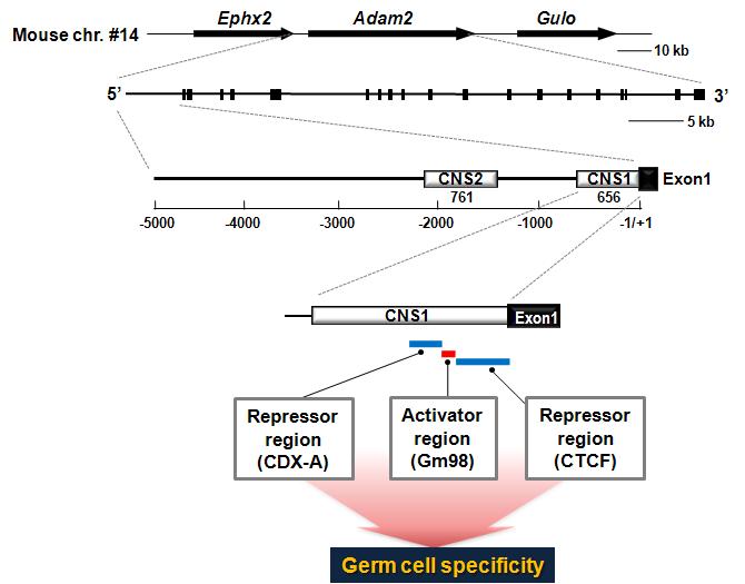 [보고서]생식세포 발생의 전사 및 번역 조절 기전 연구