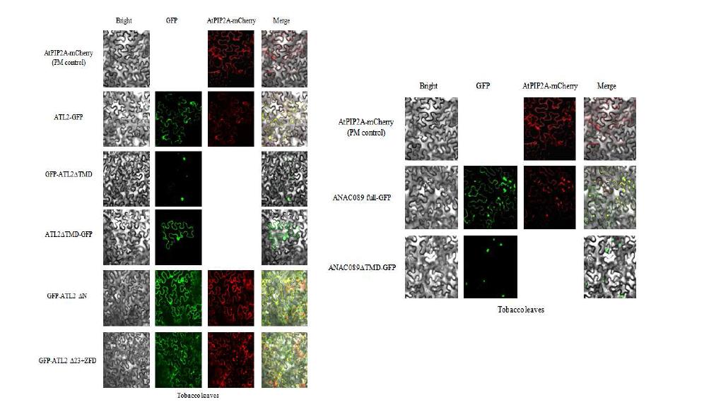 [보고서]키틴 신호 관련 전사조절인자의 발현 조절네트워크