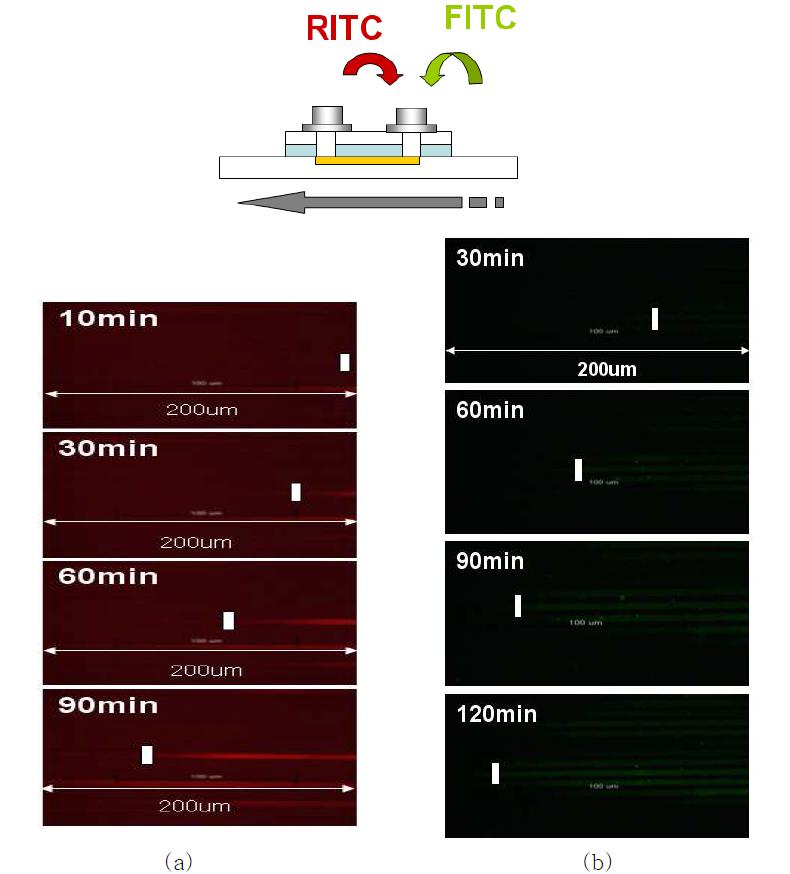[보고서]나노채널을 이용한 자가발전형 나노칩 센서 및 나노입자 분리기술
