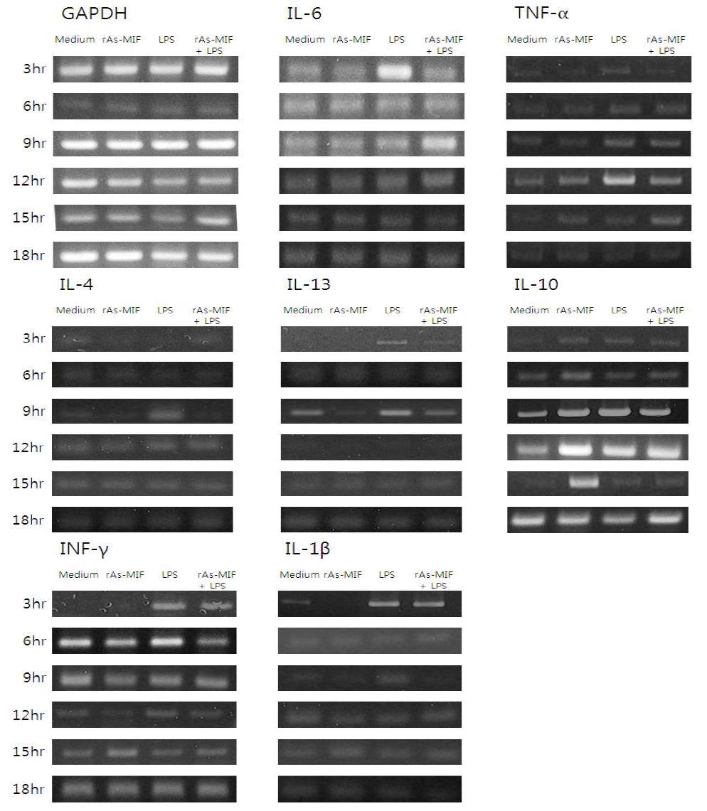 [보고서]기생충 유래 면역조절인자에 의한 알레르기성 기관지 염증 억제 기전 연구