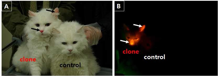 [보고서]체세포 복제고양이 대량생산