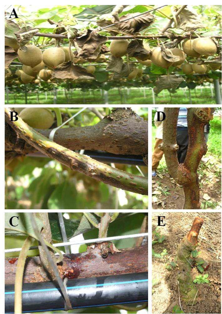 [보고서]참다래 고품질재배 및 상품화 기술 개발