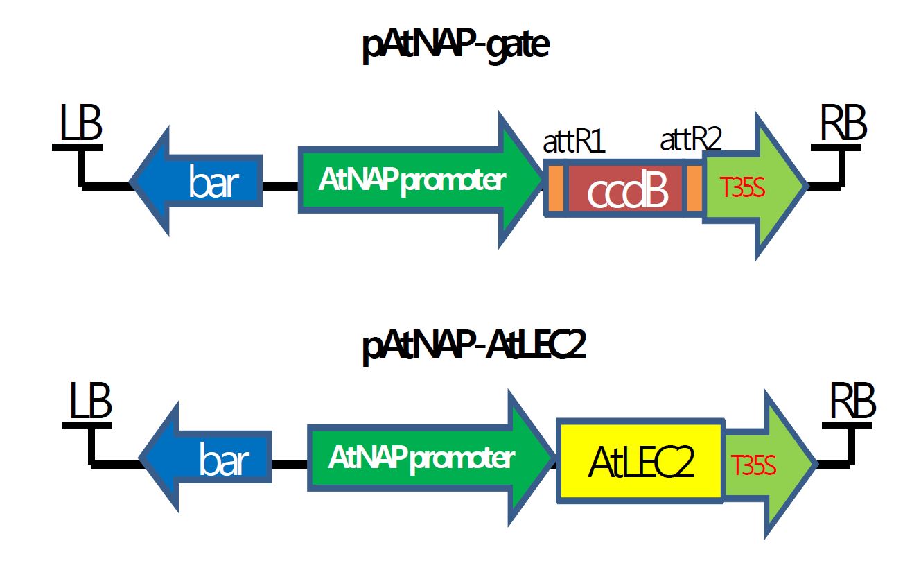 [보고서]식물의 지방 생산량에 영향을 미치는 유전자 개발