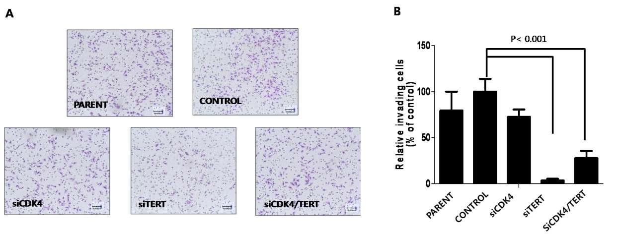 [보고서]구강암발생 다단계과정에서 hTERT의 역할 규명