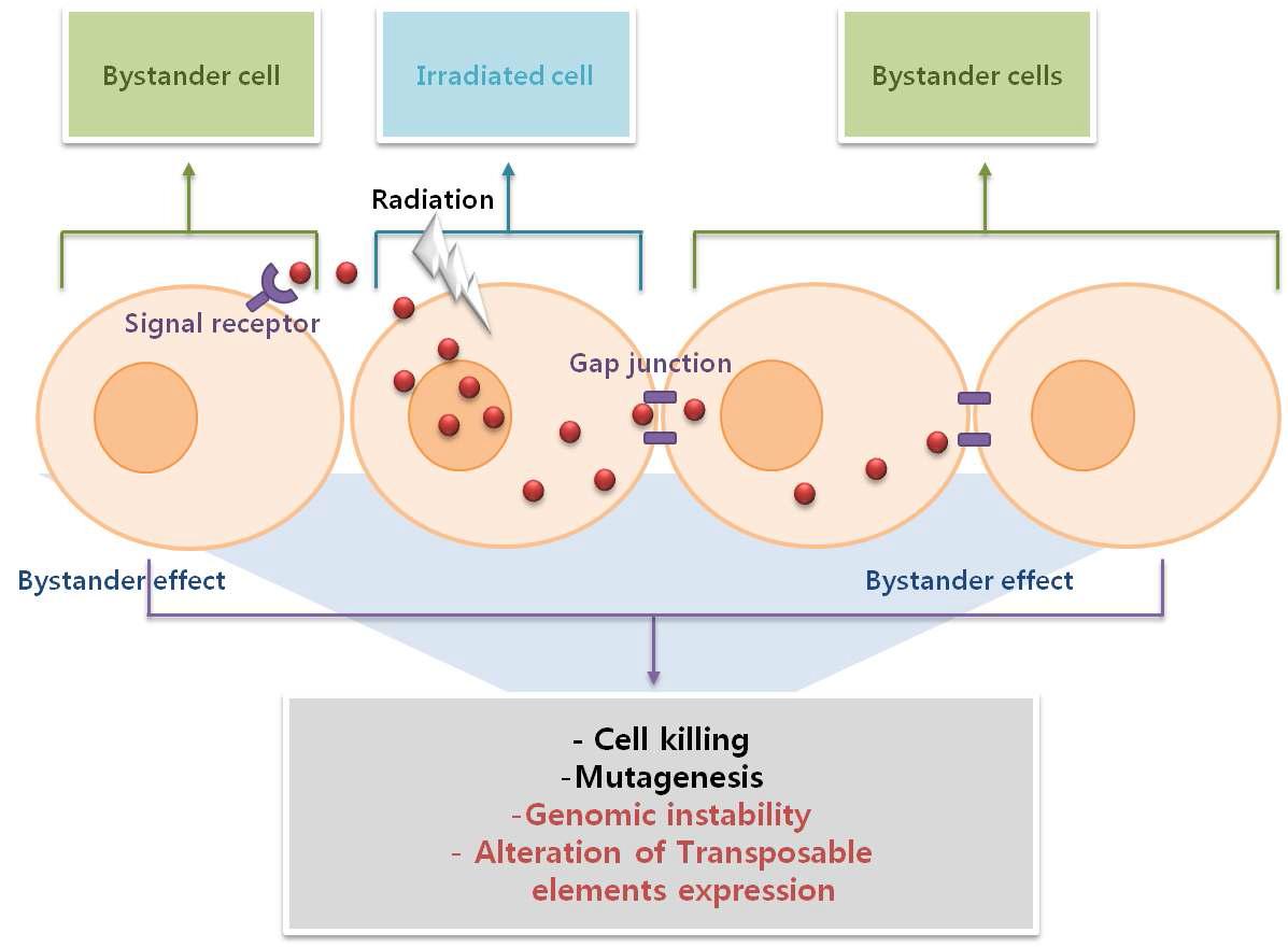 [보고서]방사선에 의한 genomic instability와 가동성 인자의 발현 조절 기작 및 bystander effect 규명