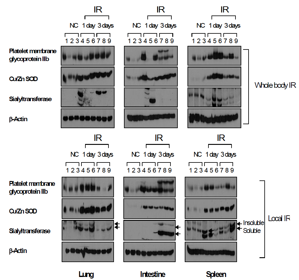 [보고서]방사선 손상인자발굴 및 제어기술개발