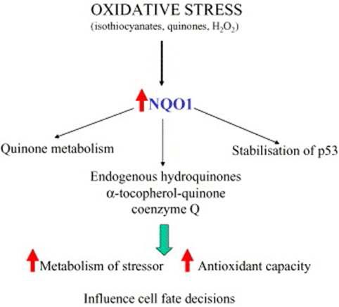 [보고서]방사선에 의해 발생되는 유전체 불안정성을 제어하는 NQO1 기능 연구